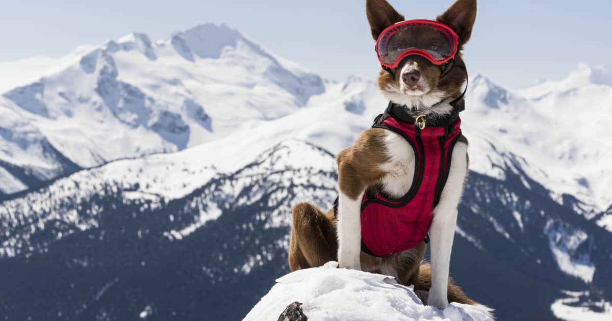 Superpower Dogs 3D Showtimes