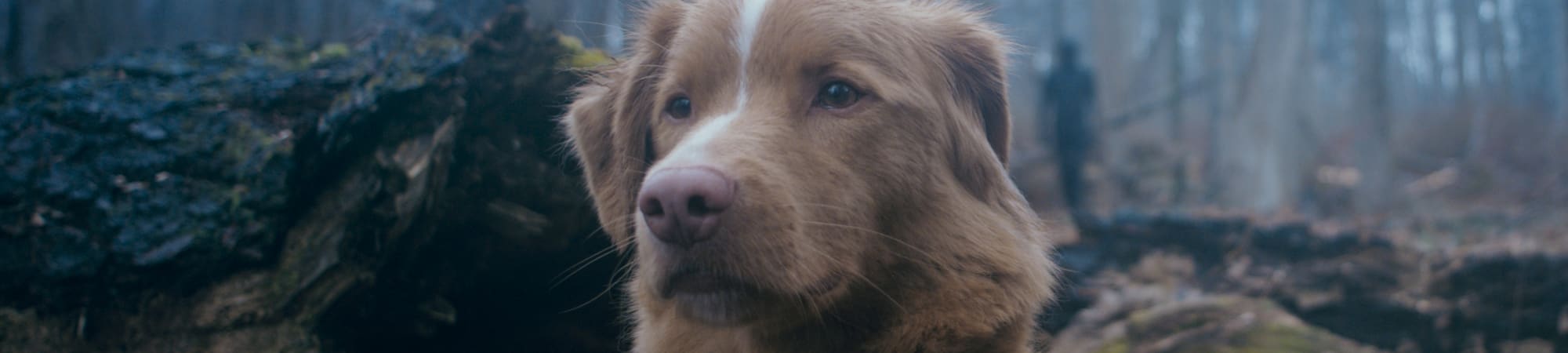 Good Boy Early Access movie showtimes at an AMC Theatre near you.