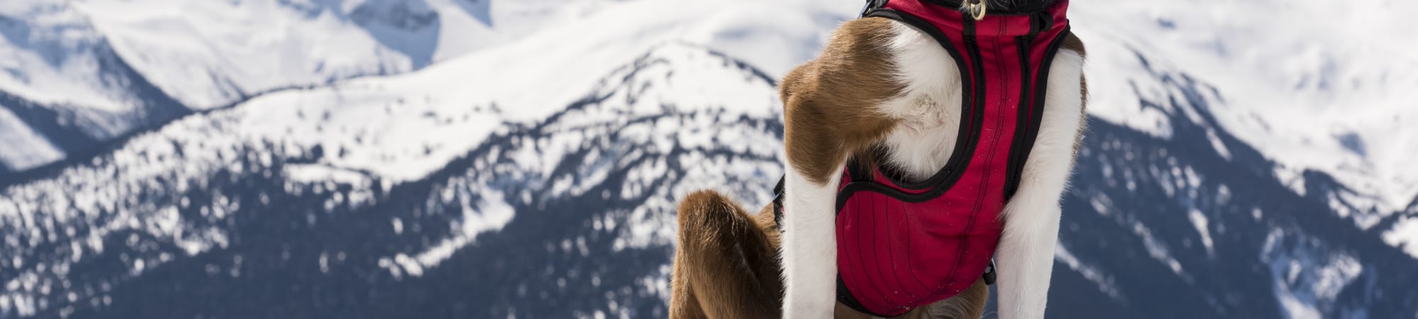 Superpower Dogs 3D movie showtimes at an AMC Theatre near you.